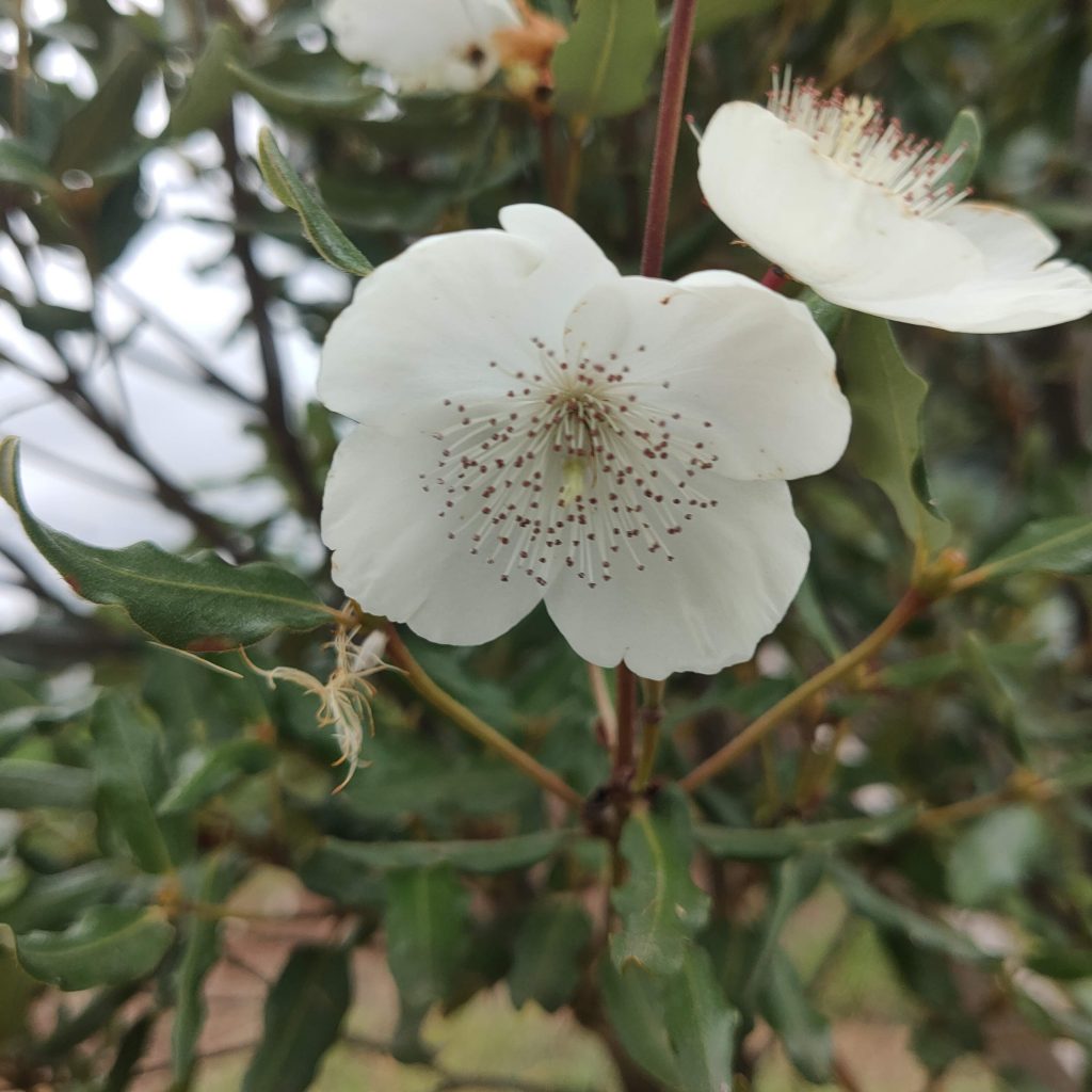 Leatherwood Honey – Paradise Gold Honey